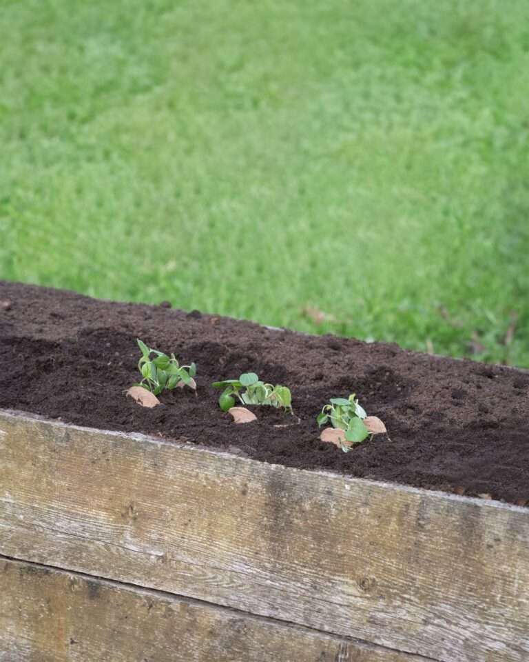 Jacob Boyd’s The Bough Pot: Linking Community and Urban Farming with ...
