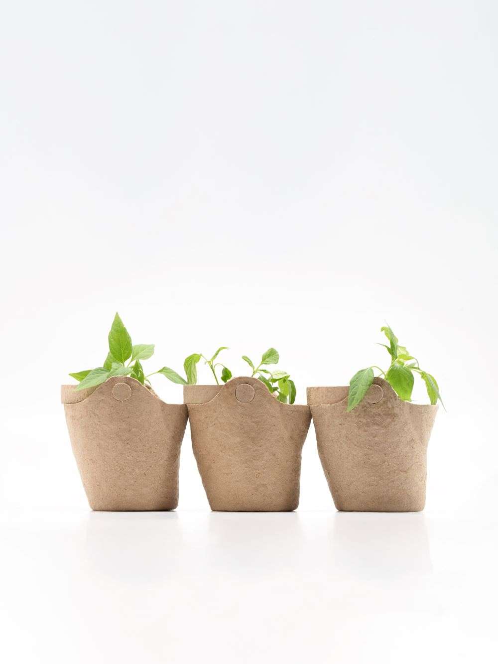 Jacob Boyd’s The Bough Pot: Linking Community and Urban Farming with ...