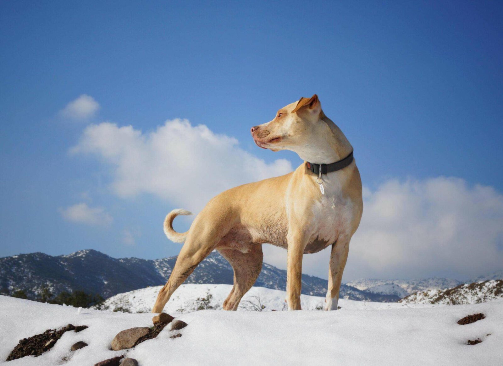 Revolutionizing Pet Safety: SATELLAI Launches First Satellite-Driven ...
